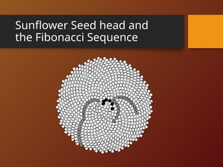 FIBONACCI-MATMOD_Week 1- Lesson 1 Numbers and Patterns | PPT