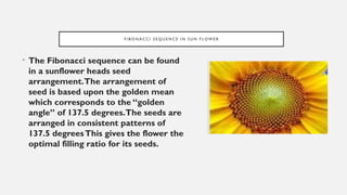 FIBONACCI-SEQUENCE-DELEONNAIJDHUJNEUpptx | PPT