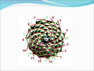 Fibonacci | PPT