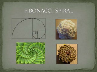 Fibonacci1 | PPT
