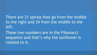 Fibonacci Sequence 1 | PPT