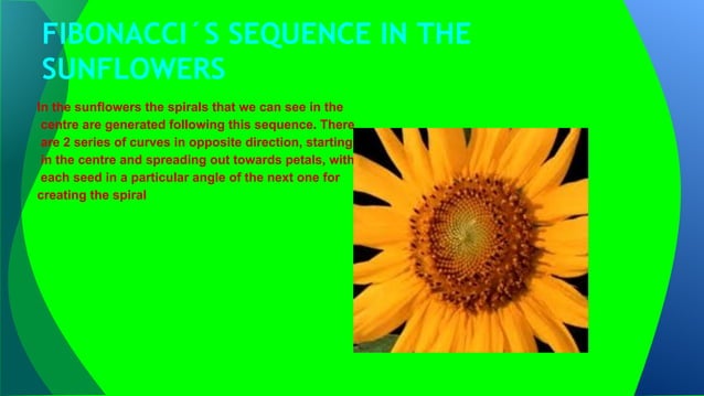 Fibonacci Sequence 3 | PDF | Science