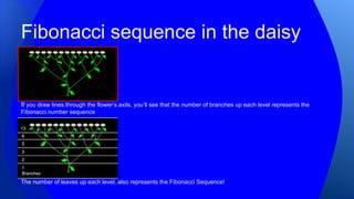 Fibonacci Sequence 3 | PDF