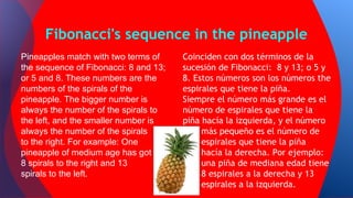 Fibonacci Sequence 3 | PDF | Science