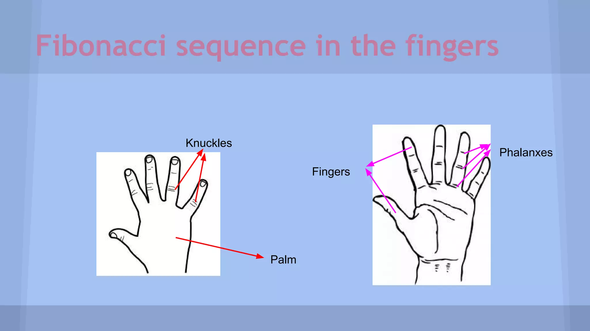 Fibonacci Sequence 4 Ppt