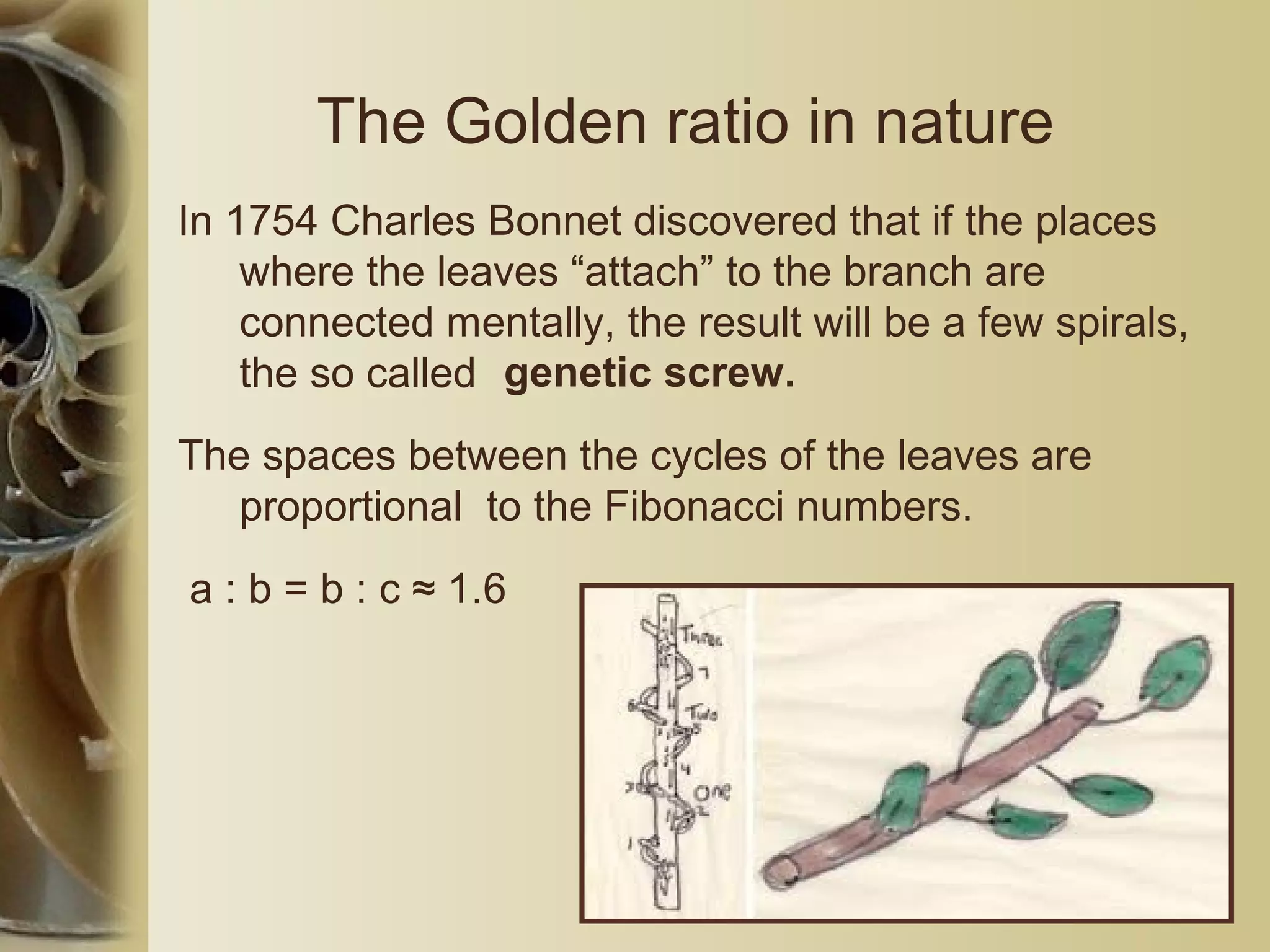 Fibonacci en | PPT