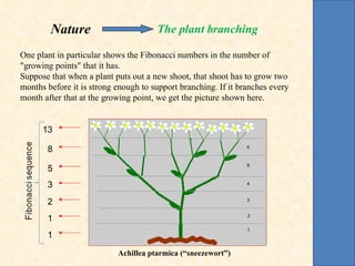 Fibonacci gold number | PPT | Games and Puzzles | Hobbies & Interests