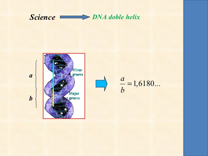 Fibonacci gold number