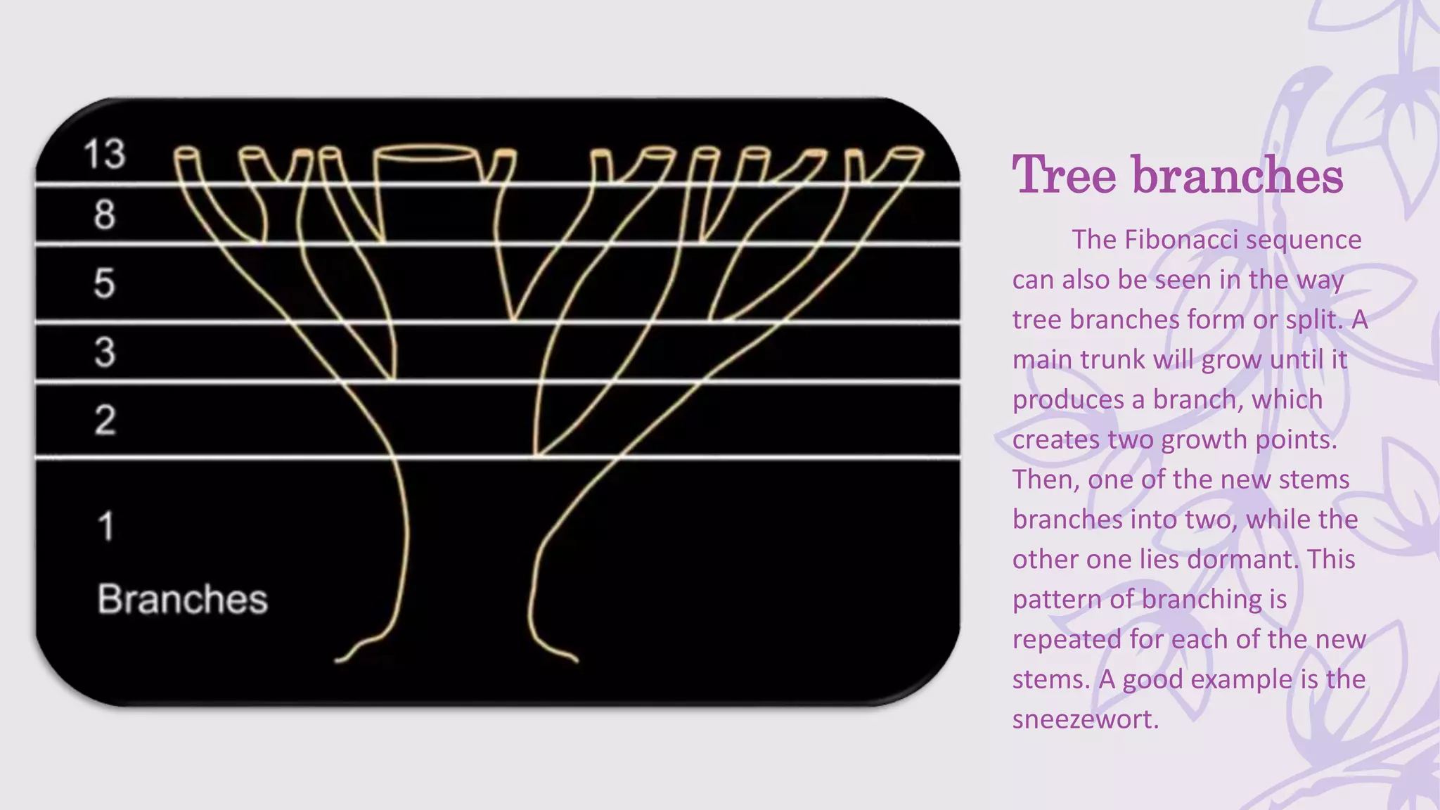 Fibonacci Numbers.pptx