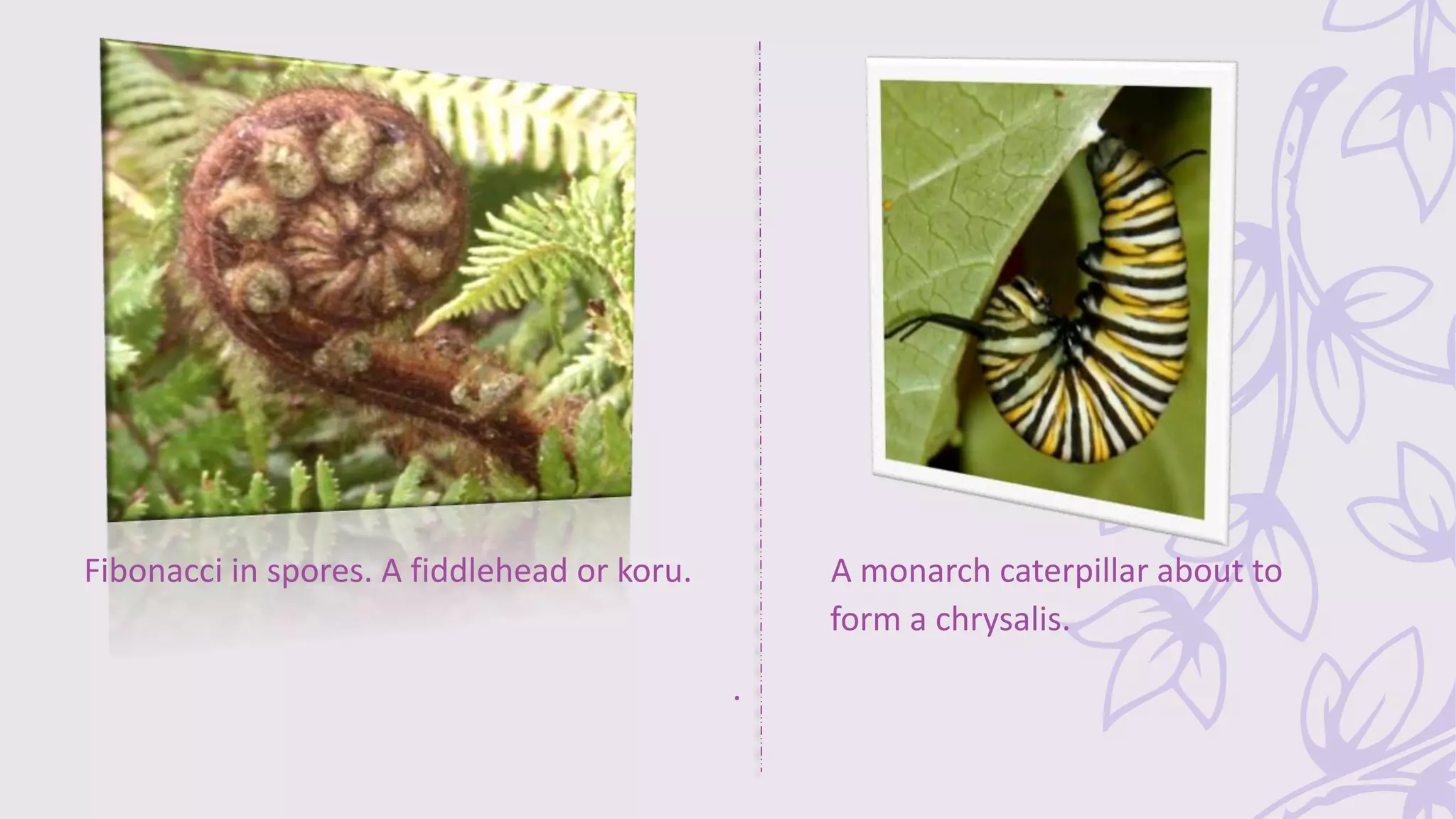Fibonacci Numbers.pptx