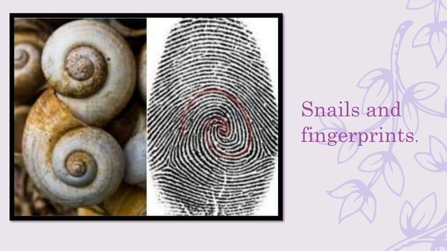 Fibonacci Numbers.pptx