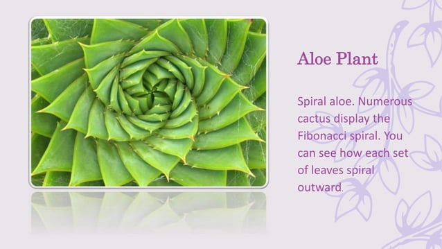 Fibonacci Numbers.pptx