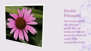 Fibonacci Numbers.pptx