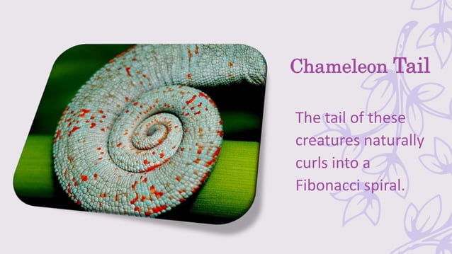 Fibonacci Numbers.pptx