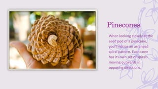 Fibonacci Numbers.pptx