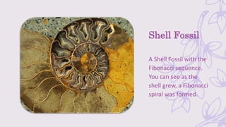 Fibonacci Numbers.pptx