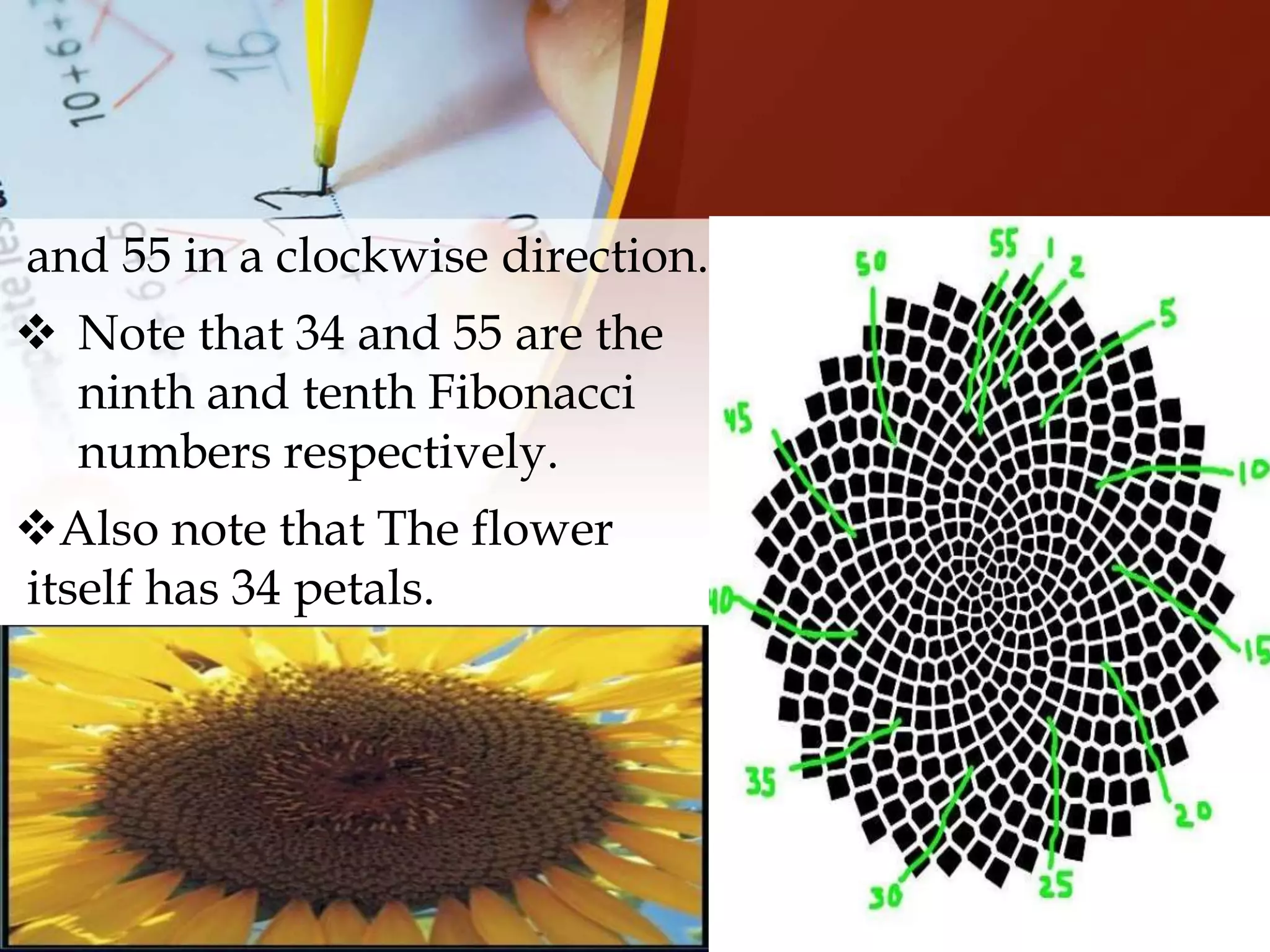 Fibonacci numbers and golden ratio | PPTX