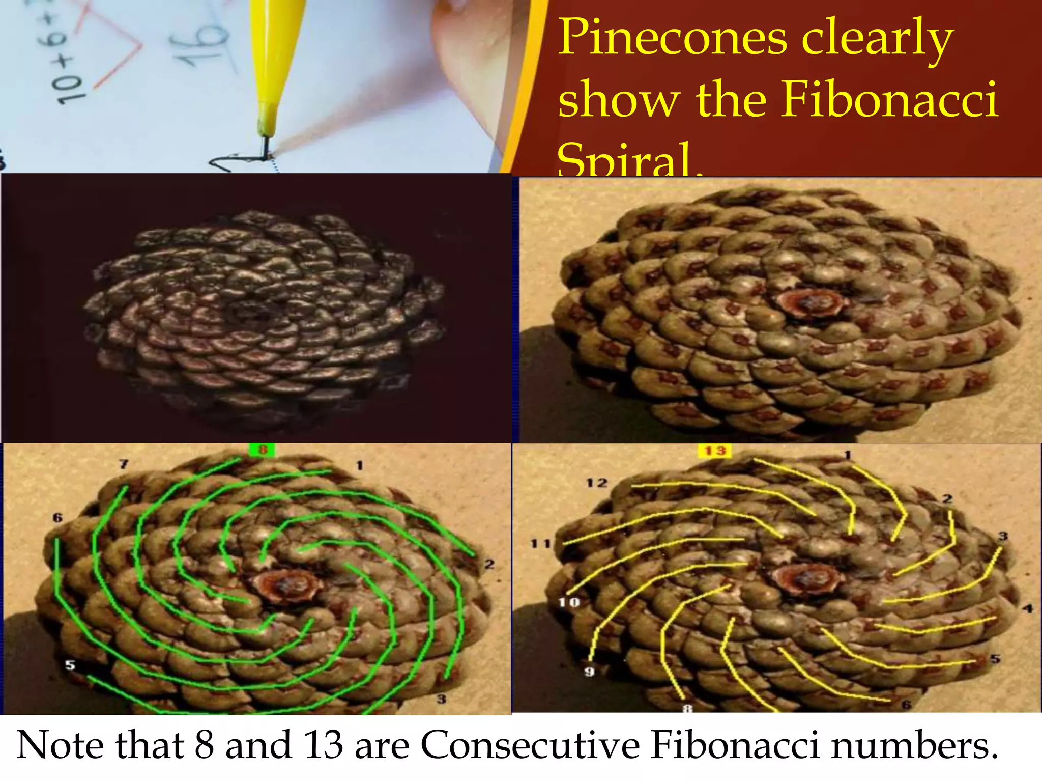 Fibonacci numbers and golden ratio | PPTX