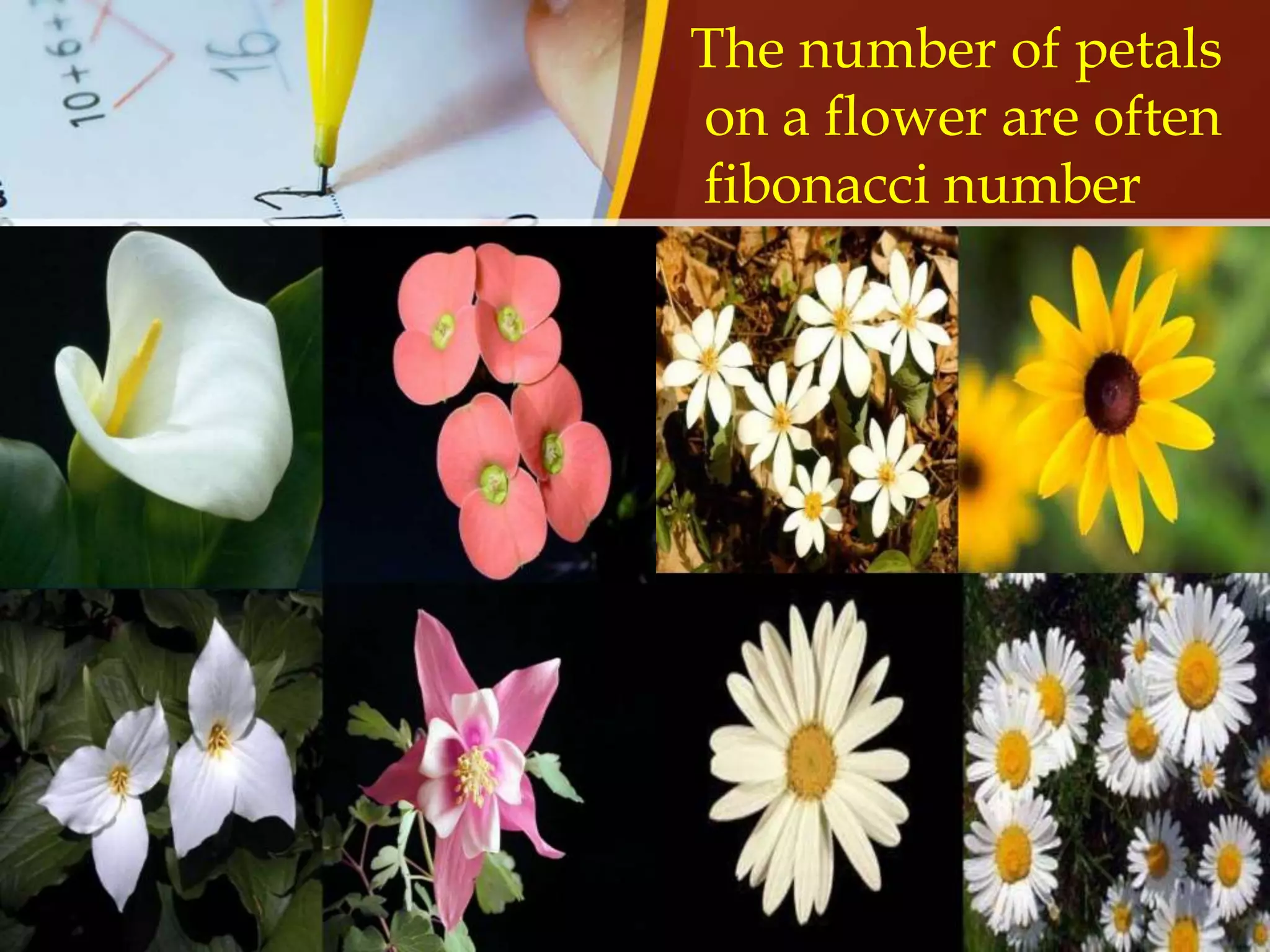 Fibonacci numbers and golden ratio | PPTX