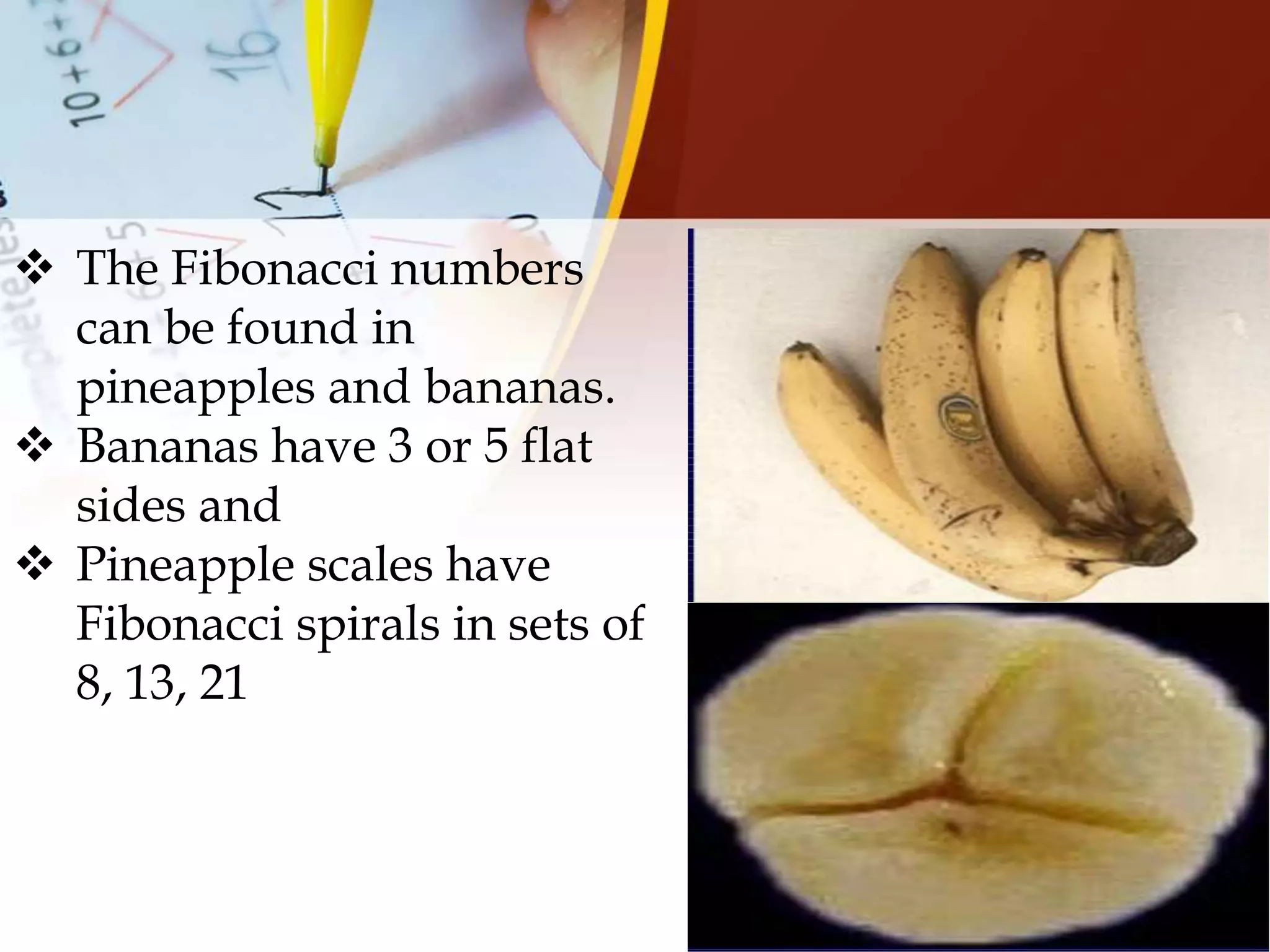 Fibonacci numbers and golden ratio | PPTX