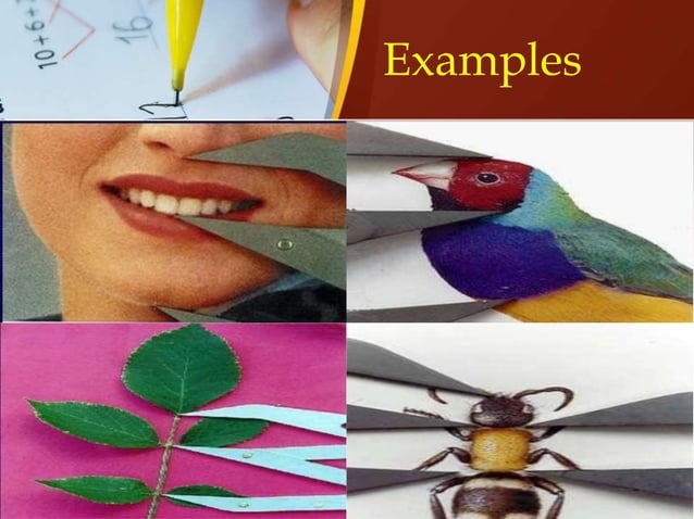 Fibonacci numbers and golden ratio | PPTX | Eye and Vision Conditions ...