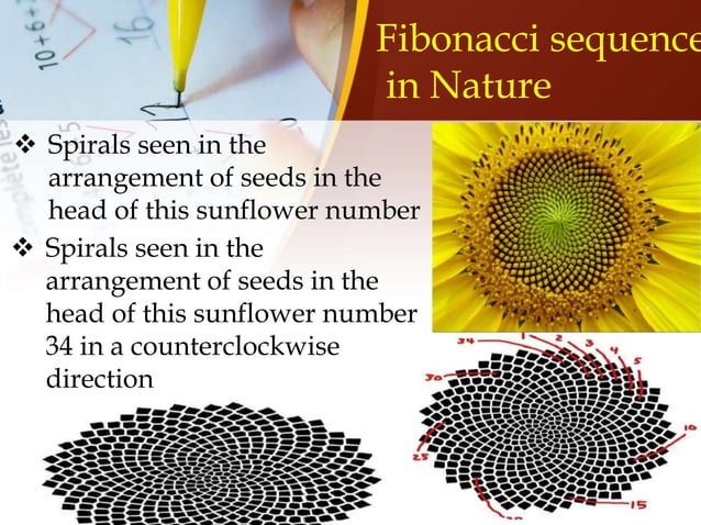 Fibonacci numbers and golden ratio | PPTX | Eye and Vision Conditions ...