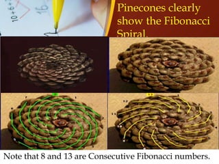 Fibonacci numbers and golden ratio | PPTX