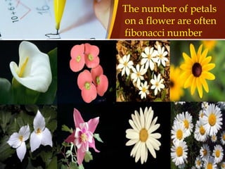 Fibonacci numbers and golden ratio | PPTX