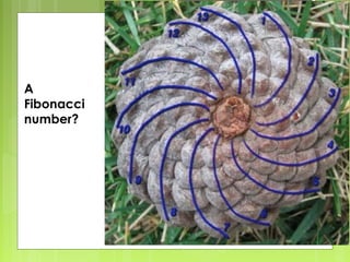 Patterns in Nature | PPT