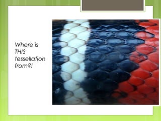 Patterns in Nature | PPT