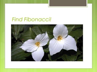 Patterns in Nature | PPT