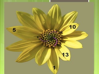 Patterns in Nature | PPT