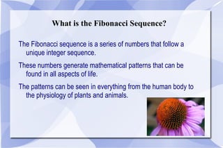 Fibonacci Sequence In Animals
