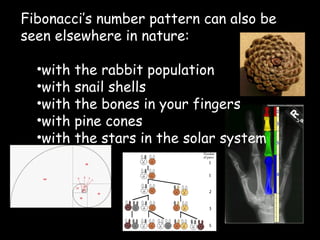 Fibonacci sequence | PPT