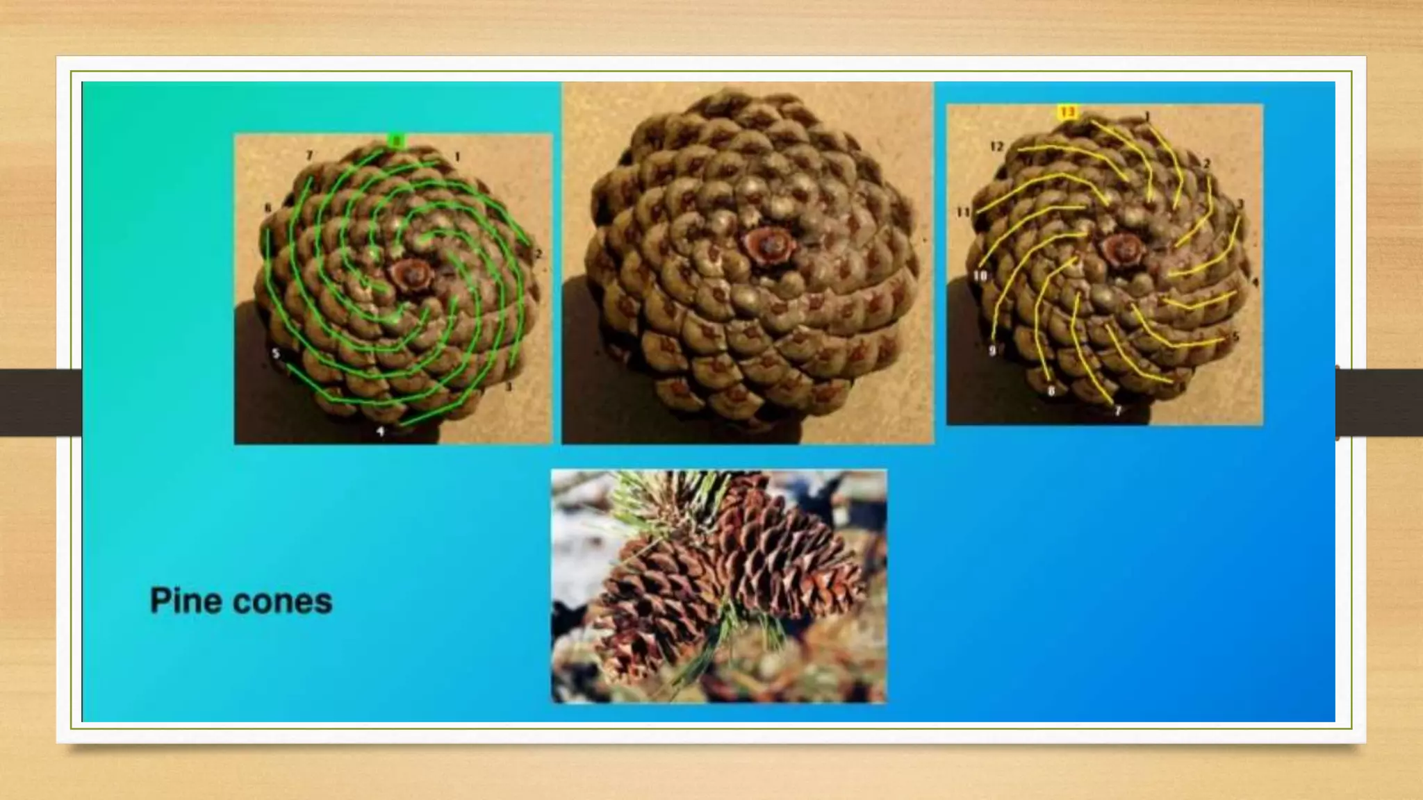 Fibonacci sequence | PPTX