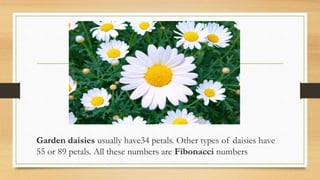 Fibonacci sequence | PPTX