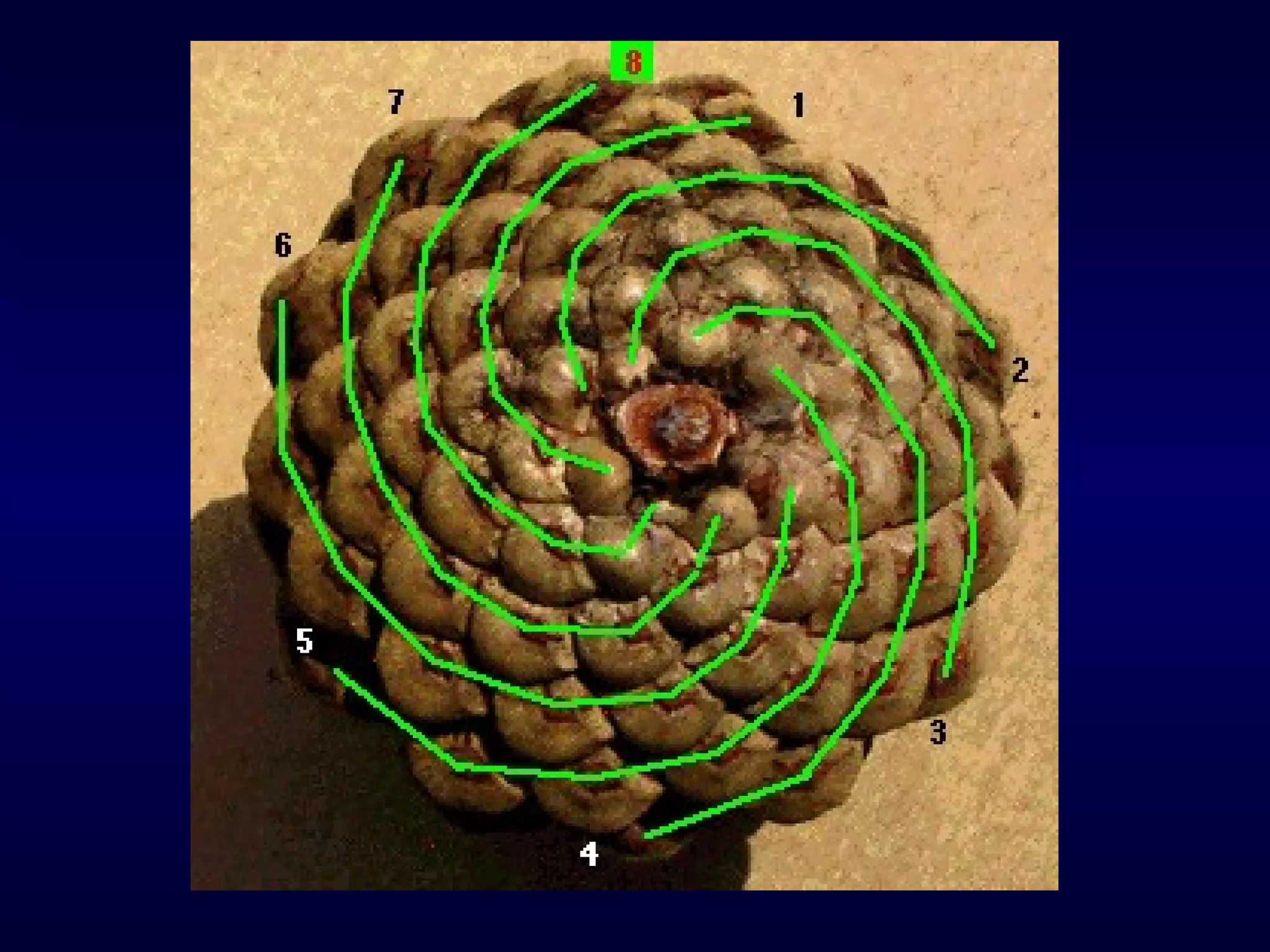 Fibonacci sequence and golden ratio | PPT