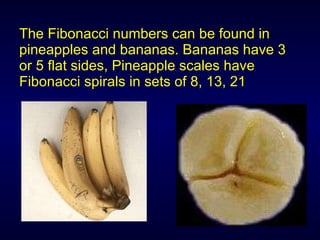 Fibonacci sequence and golden ratio | PPT