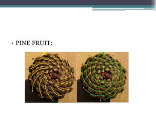 Fibonacci sequence | PPTX