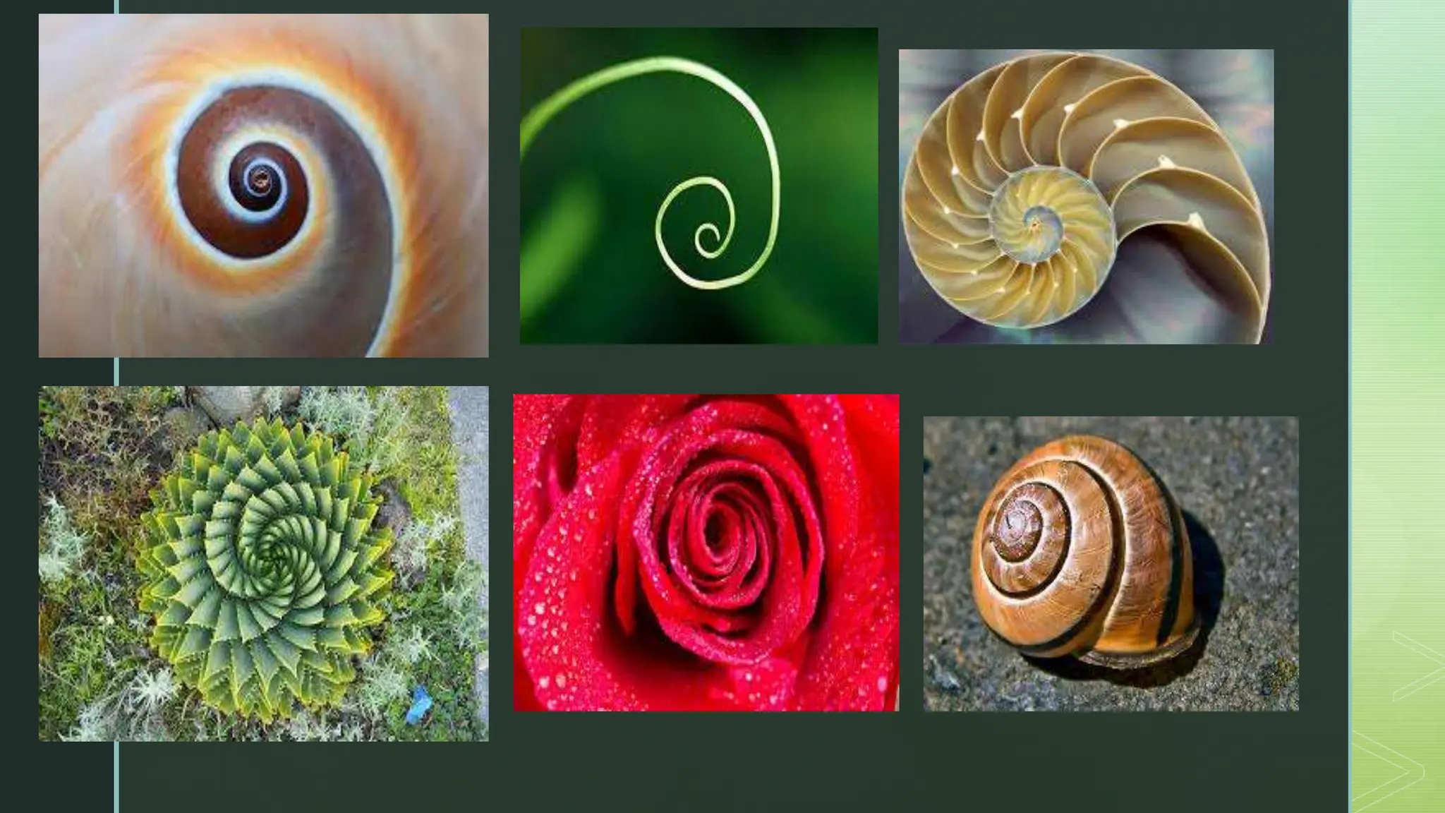 Fibonnaci sequence and Golden Ratio.pptx