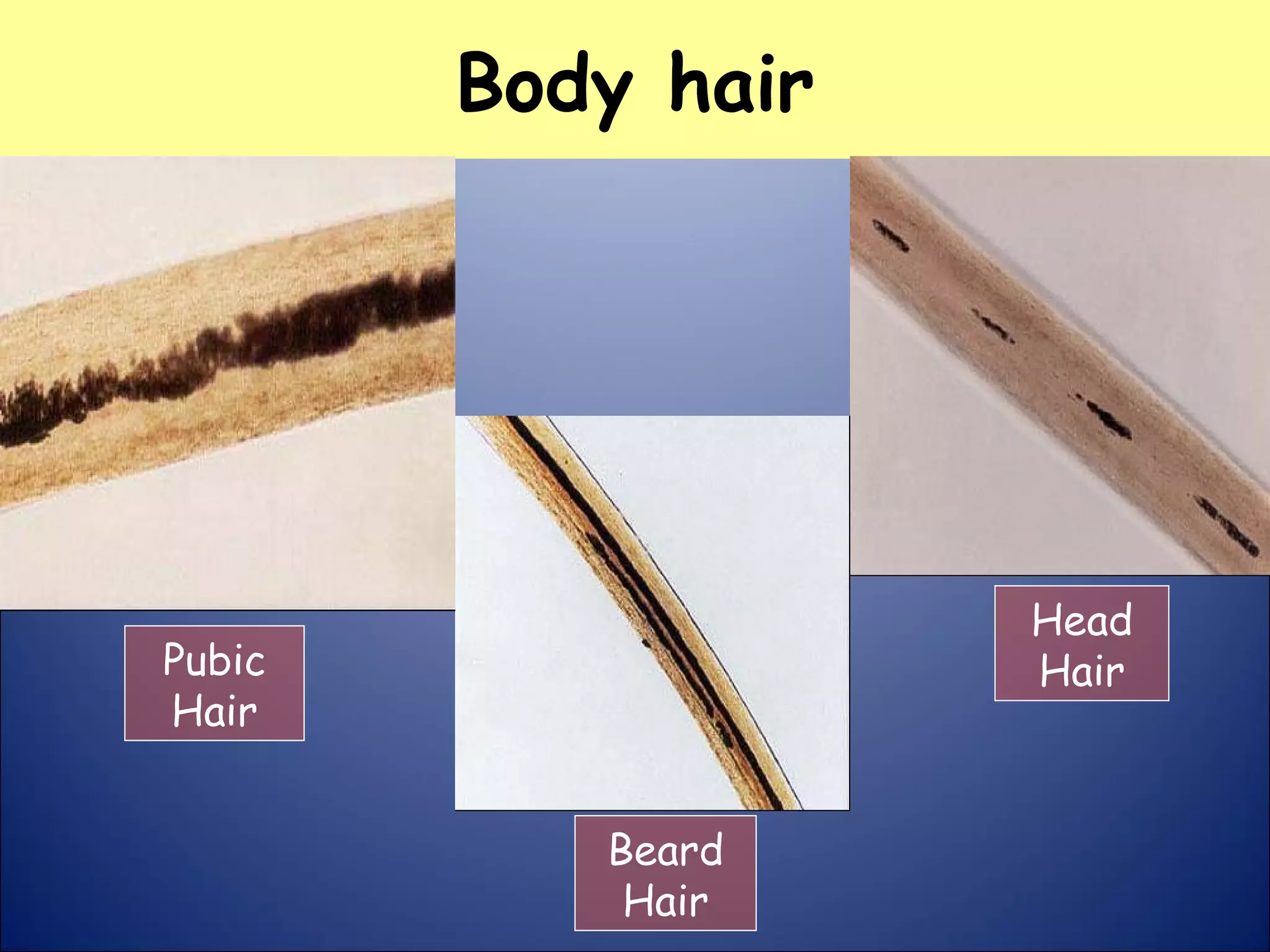Fibre and hair analysis | PPT