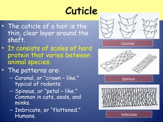 Fibre and hair analysis | PPT