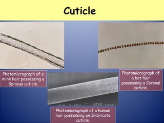 Fibre and hair analysis | PPT