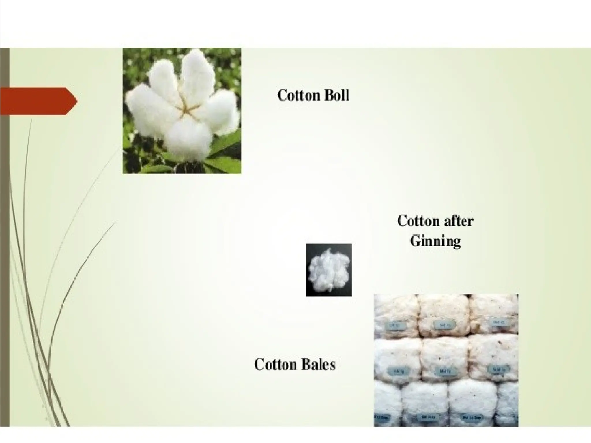 fibres used in pharmacy cotton - source,cultivation,tests,uses | PPT