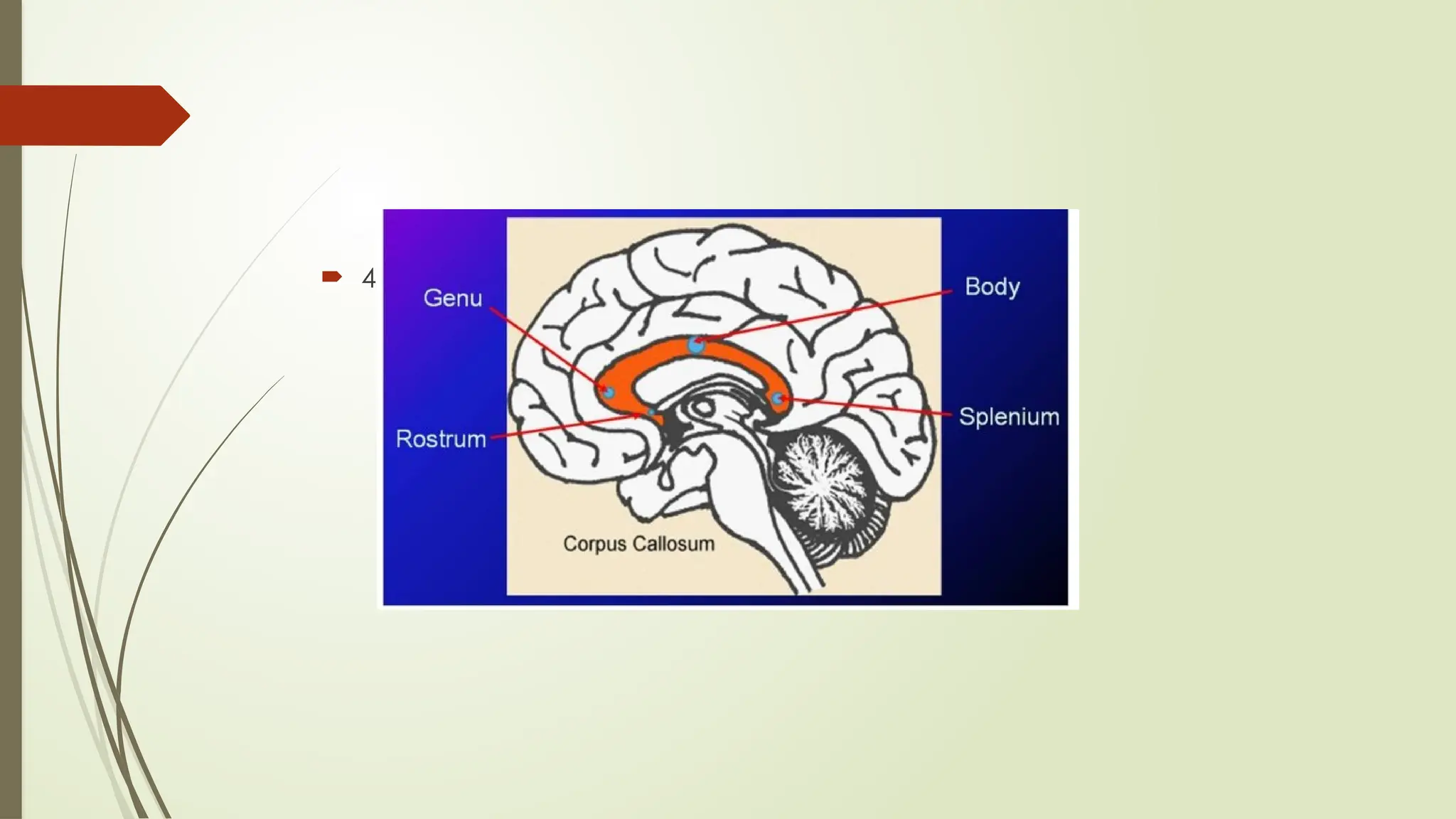 fibres of HUMAN cerebrum ANATOMY IN SJORT.pptx
