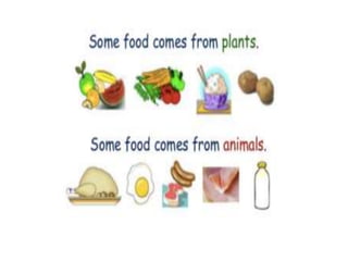 SOURCES OF FOOD PART-1 | PPTX
