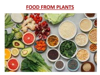 SOURCES OF FOOD PART-1 | PPTX
