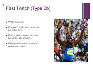 Muscle fibre types and contractions | PPTX