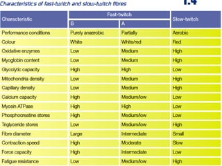 Muscle fibre types and contractions | PPTX