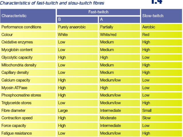 Muscle fibre types and contractions | PPTX | Physical Therapy | Wellness